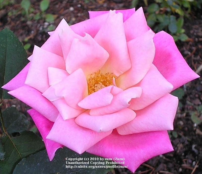 Rose (Rosa 'Pink Parfait') in the Roses Database - Garden.org