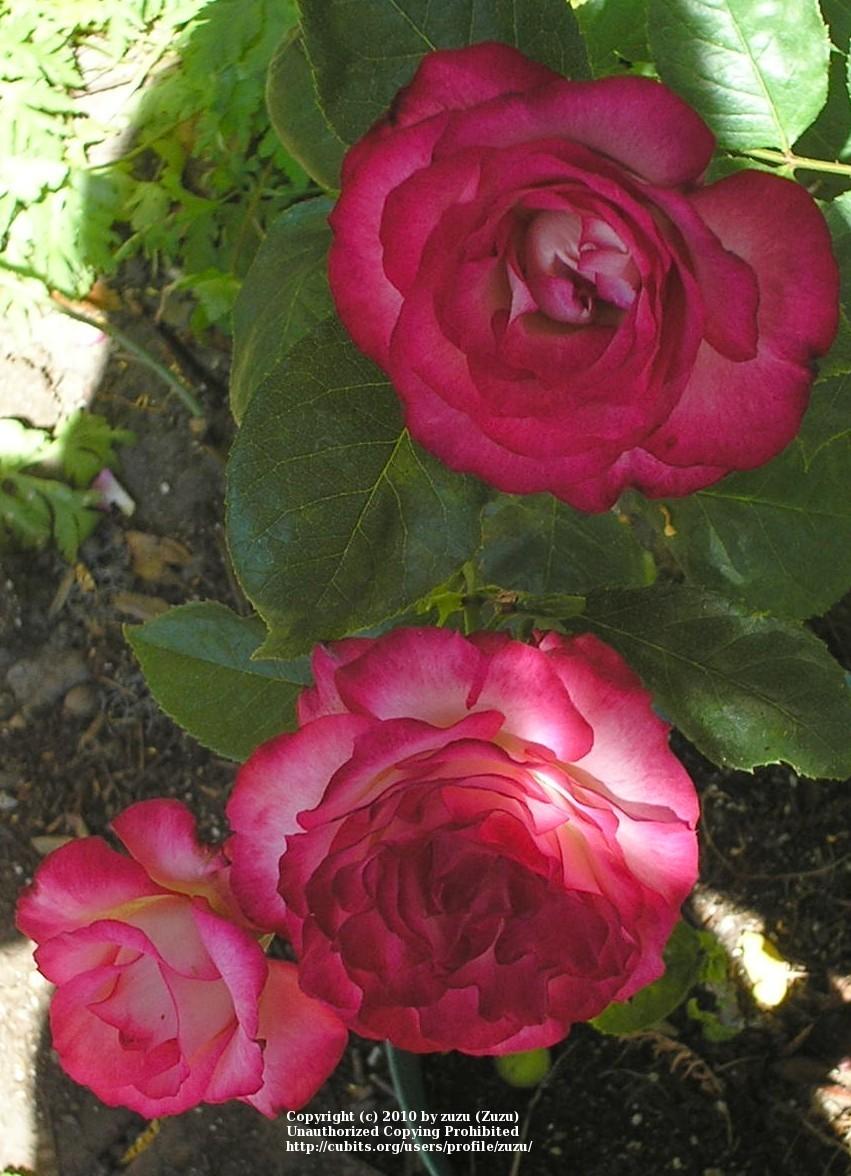 Rose (Rosa 'Pinnacle') in the Roses Database - Garden.org