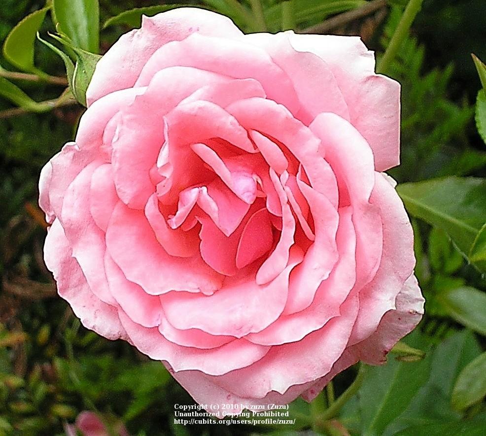 Photo of the bloom of Rose (Rosa 'Pink-a-Boo') posted by zuzu - Garden.org