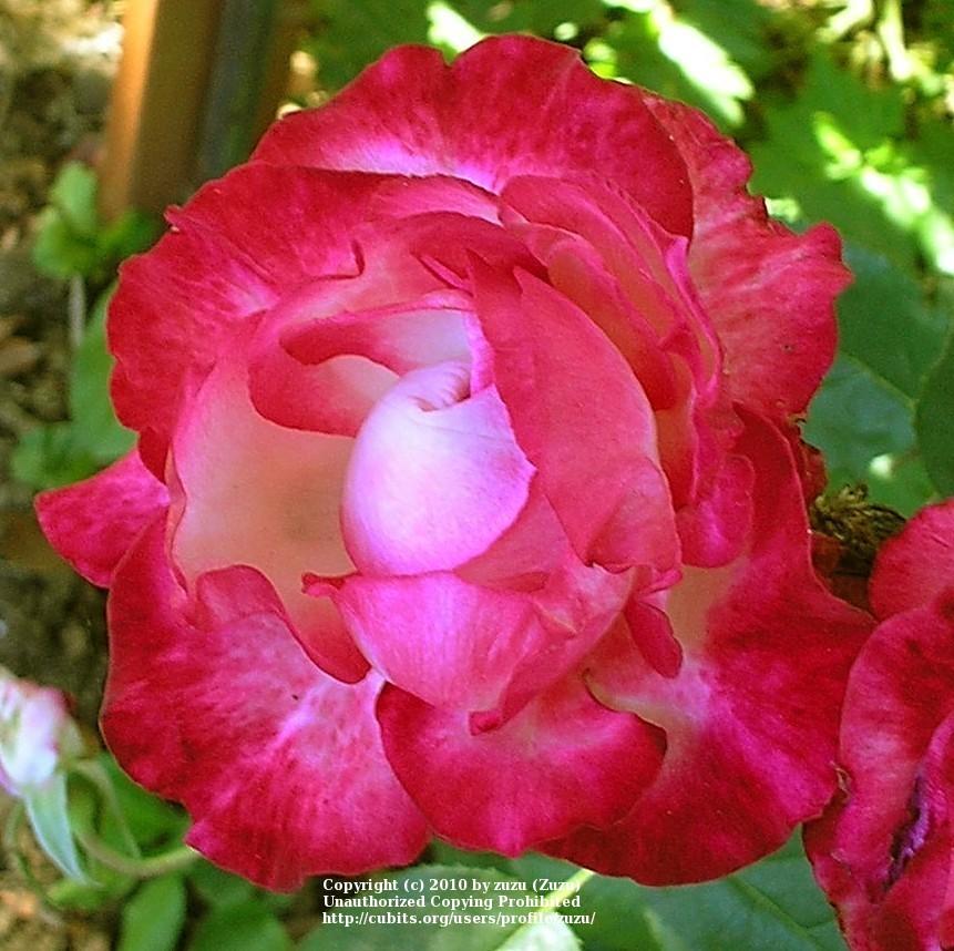 Photo of the bloom of Rose (Rosa 'Pinnacle') posted by zuzu - Garden.org