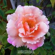 Rose (Rosa 'Pink Pillar') in the Roses Database - Garden.org