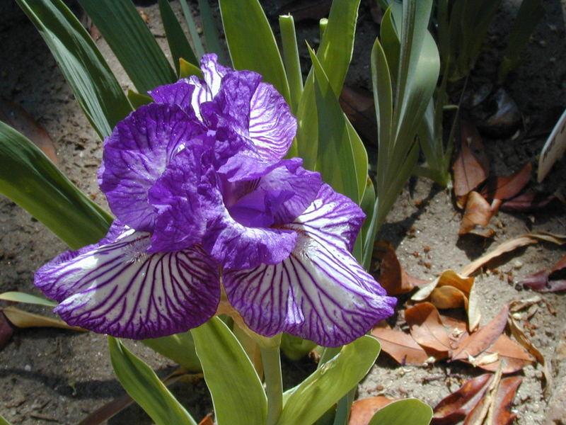 Photo of the bloom of Intermediate Bearded Iris (Iris 'Line Drive ...