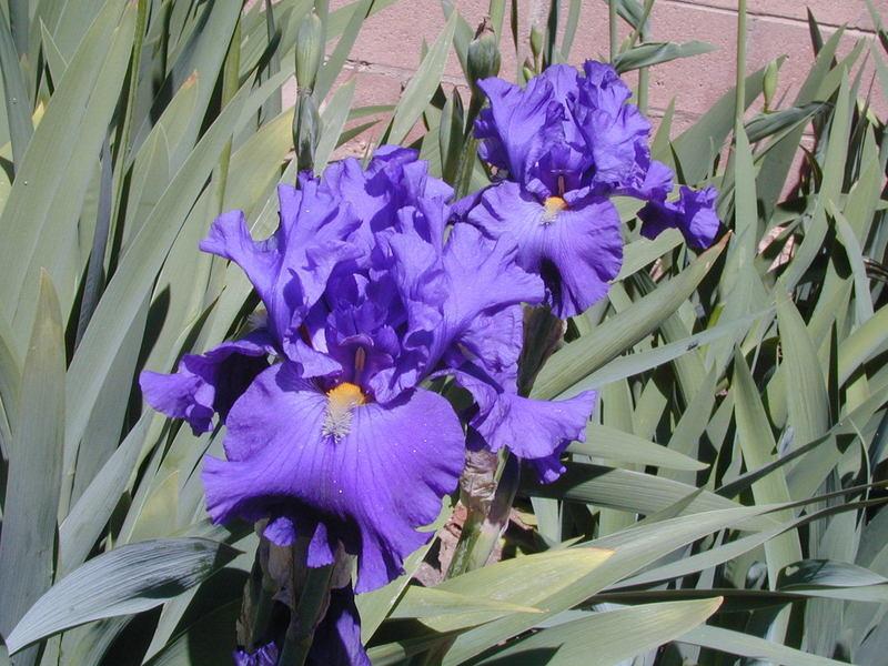 Tall Bearded Iris (Iris 'Bishop John-David') in the Irises Database ...