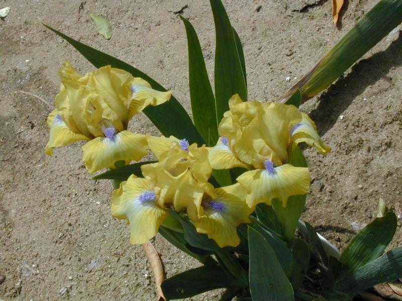 Photo of the bloom of Standard Dwarf Bearded Iris (Iris 'Irish Chant ...