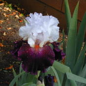Tall Bearded Iris (Iris 'Starring') in the Irises Database - Garden.org