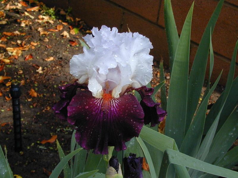 Photo of the bloom of Tall Bearded Iris (Iris 'Starring') posted by ...