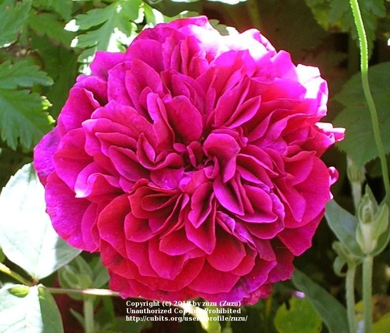 Photo of the bloom of Rose (Rosa 'Prospero') posted by zuzu - Garden.org