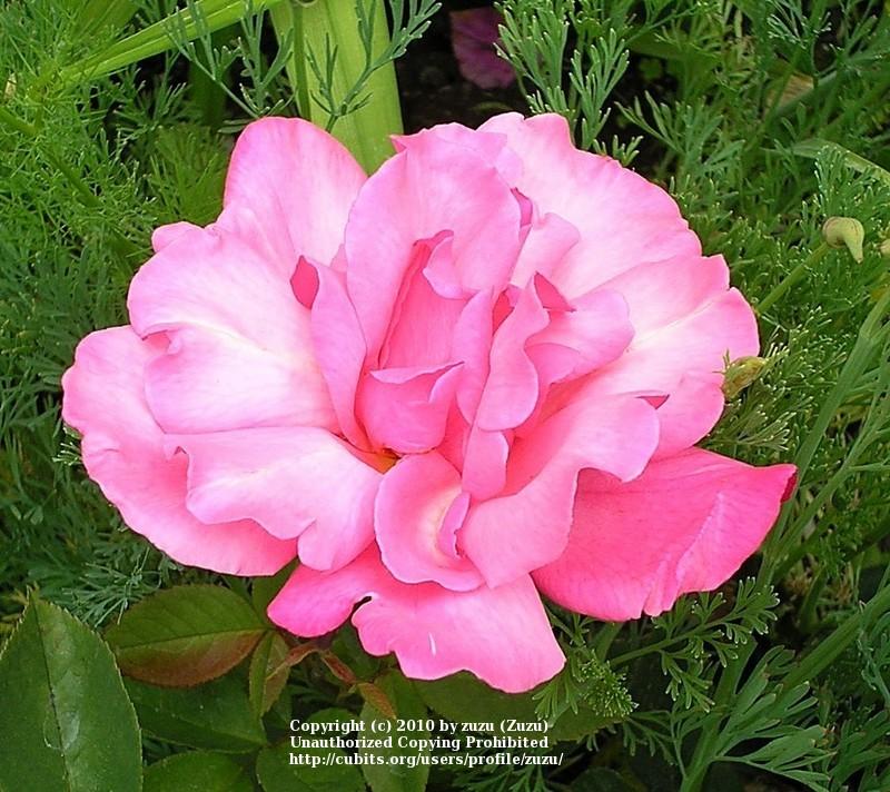 Rose (Rosa 'Prima Ballerina') in the Roses Database - Garden.org