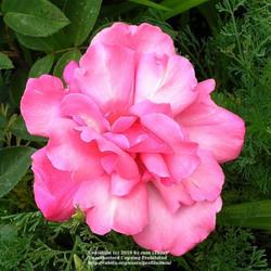 Rose (Rosa 'Prima Ballerina') in the Roses Database - Garden.org