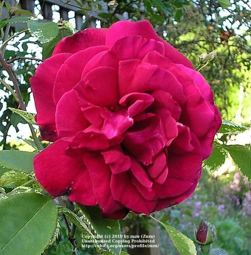 Photo of the bloom of Rose (Rosa 'Proud Land') posted by zuzu - Garden.org