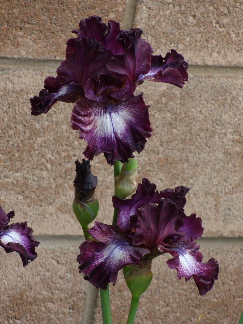 Photo of the bloom of Tall Bearded Iris (Iris 'Psychic Reader') posted by Betja - Garden.org