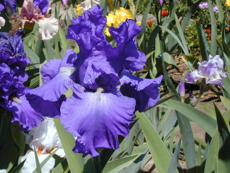Photo of the bloom of Tall Bearded Iris (Iris 'Recurring Fantasy ...