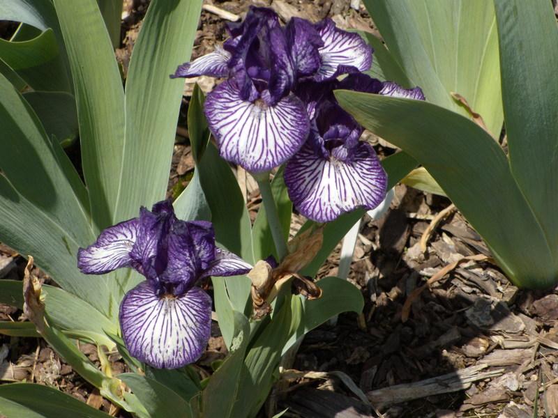 Photo of the bloom of Intermediate Bearded Iris (Iris 'Line Drive ...