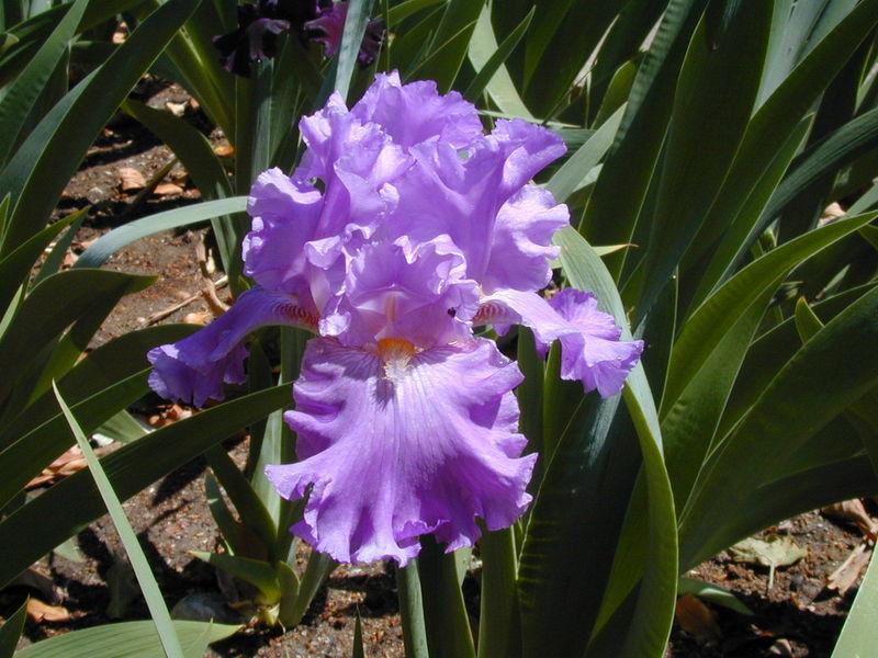 Photo of the bloom of Tall Bearded Iris (Iris 'Ruffled Goddess') posted ...