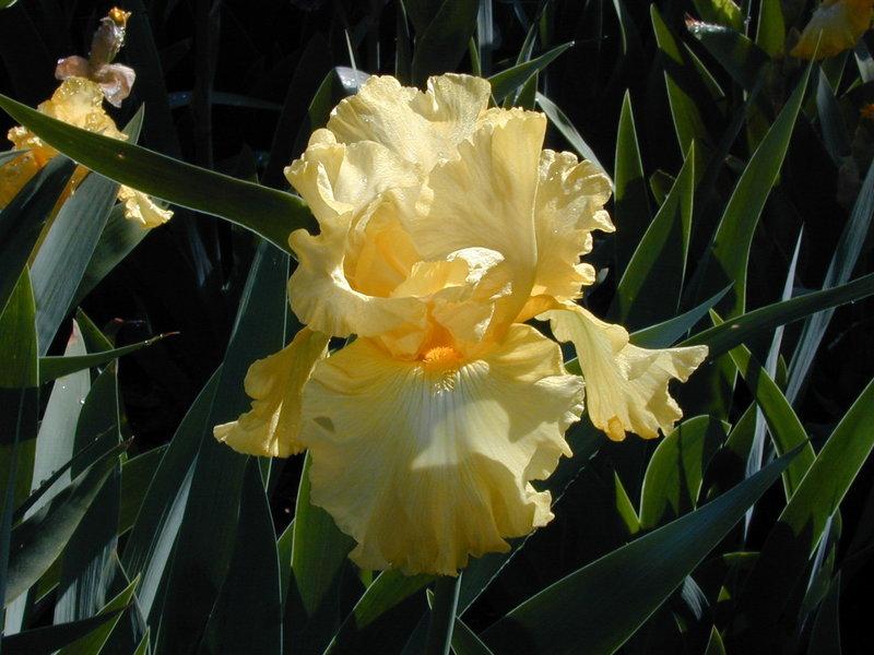 Tall Bearded Iris (Iris 'Goodnight Moon') in the Irises Database ...