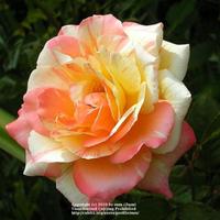 Photo of the bloom of Rose (Rosa 'Rainbow Niagara') posted by MargieNY ...