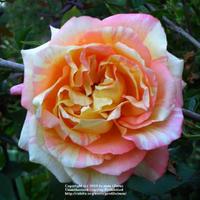 Photo of the bloom of Rose (Rosa 'Rainbow Niagara') posted by MargieNY ...