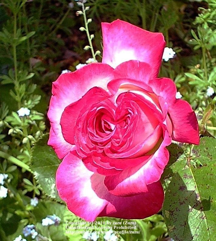 Photo of the bloom of Rose (Rosa 'Rina Herholdt') posted by zuzu ...
