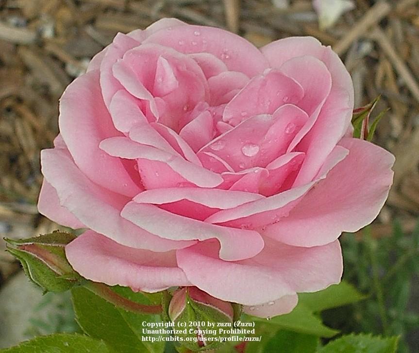 Rose (Rosa 'Rosalinde') in the Roses Database - Garden.org