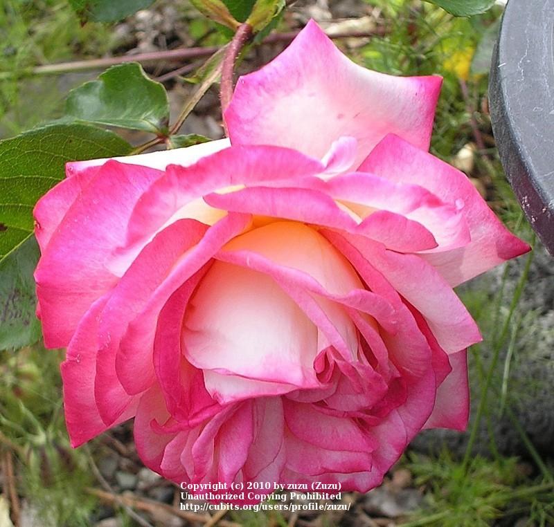 Rose (Rosa 'Rina Herholdt') in the Roses Database - Garden.org