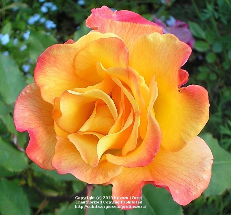 Photo of the bloom of Hybrid Tea Rose (Rosa 'Rio Samba') posted by zuzu ...