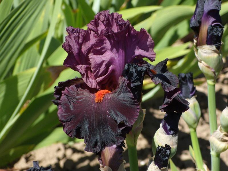 Photo of the bloom of Tall Bearded Iris (Iris 'Midnight Passion ...