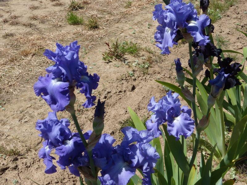 Photo of the bloom of Tall Bearded Iris (Iris 'Fiesta in Blue') posted ...