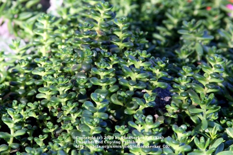 Cascade Stonecrop (Sedum divergens) in the Sedums Database - Garden.org