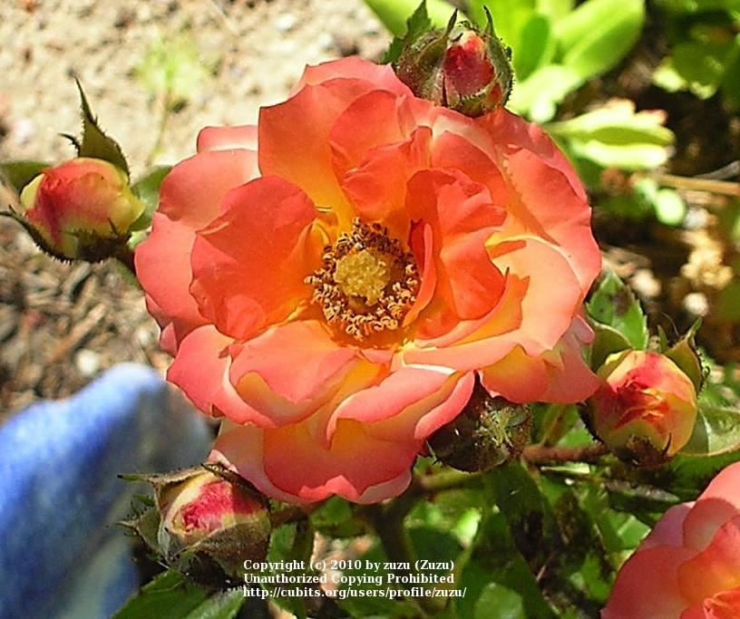 Photo of the bloom of Rose (Rosa 'Rumba') posted by zuzu - Garden.org