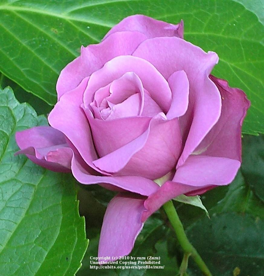 Photo of the bloom of Rose (Rosa 'Royal Amethyst') posted by zuzu ...