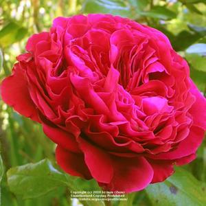 Rose (Rosa 'Rouge Royale') in the Roses Database - Garden.org