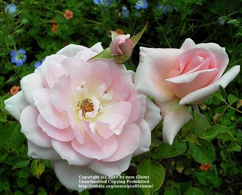 Rose (Rosa 'Rural Rhythm') in the Roses Database - Garden.org