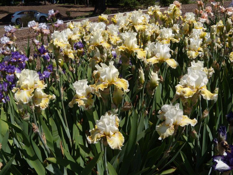 Photo of the bloom of Tall Bearded Iris (Iris 'Spring Madness') posted ...