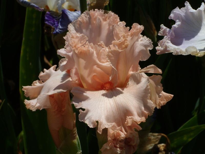 Tall Bearded Iris (Iris 'Love Me True') in the Irises Database - Garden.org