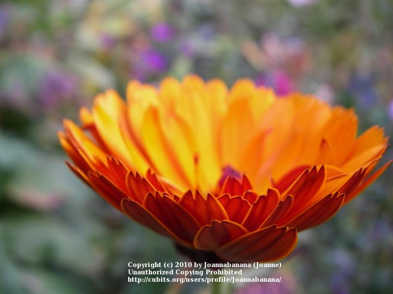 Pot Marigold (Calendula officinalis 'Victoria Sunset') - Garden.org