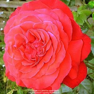 Rose (Rosa 'Salita') in the Roses Database - Garden.org