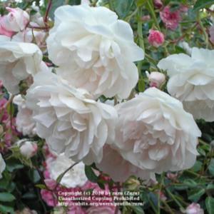 Rose (Rosa 'Sea Foam') in the Roses Database - Garden.org