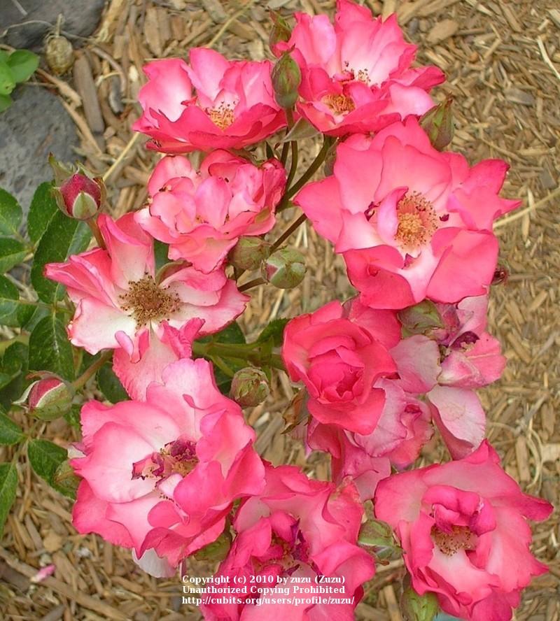 Photo of the bloom of Rose (Rosa 'Sadler's Wells') posted by zuzu ...