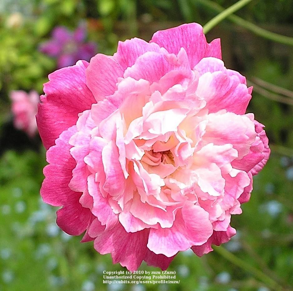 Rose (Rosa 'Serratipetala') in the Roses Database - Garden.org