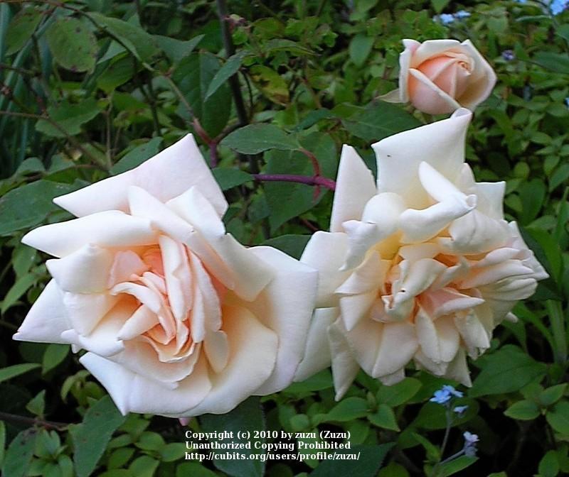 Photo of the bloom of Rose (Rosa 'Safrano') posted by zuzu - Garden.org