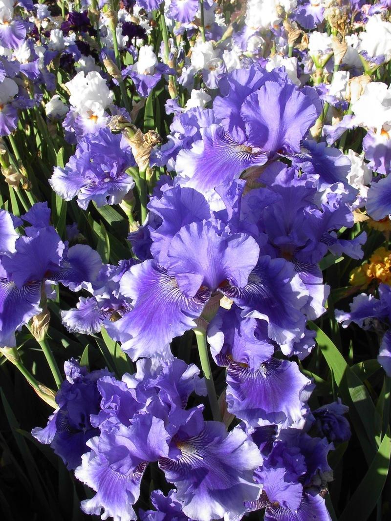 Photo of the bloom of Iris 'Money in Your Pocket' posted by Betja ...