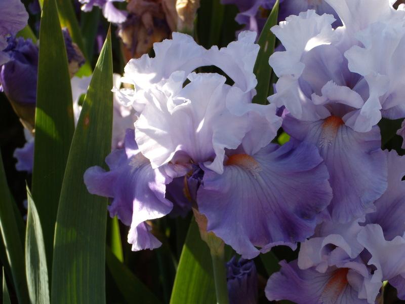 Iris 'Luxury Ruffles' in the Irises Database - Garden.org