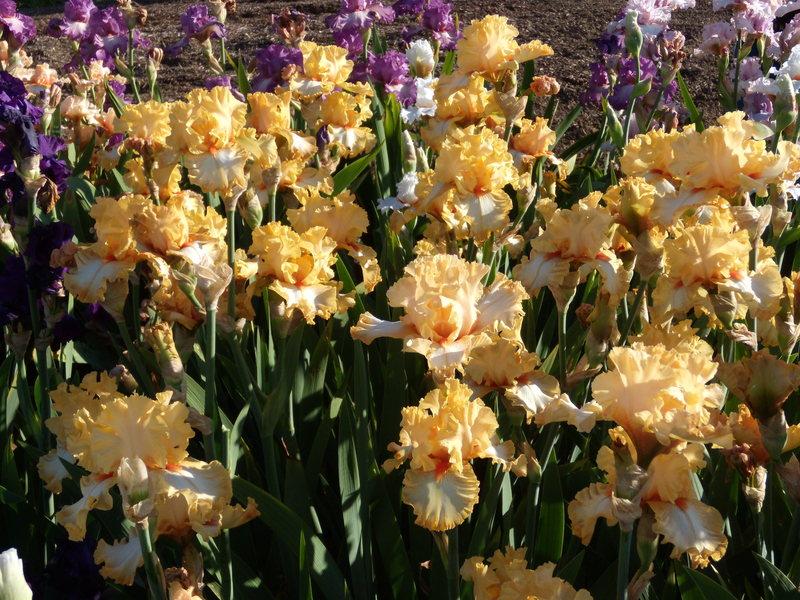Photo of the bloom of Tall Bearded Iris (Iris 'Cheap Frills') posted by ...