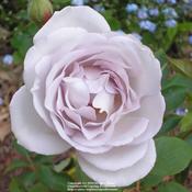 Rose (Rosa 'Silver Shadows') in the Roses Database - Garden.org