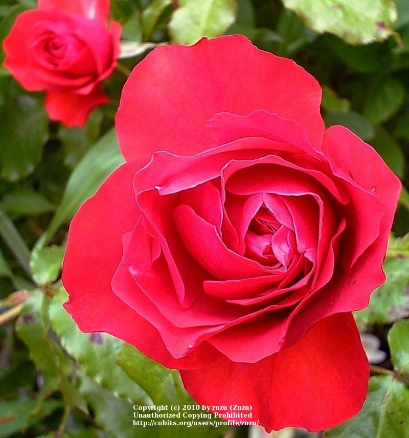 Rose (Rosa 'Showbiz') in the Roses Database - Garden.org