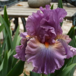 Tall Bearded Iris (Iris 'Dancing with Irene') in the Irises Database ...