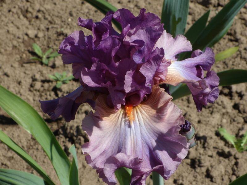 Tall Bearded Iris (Iris 'Dancing with Irene') in the Irises Database ...