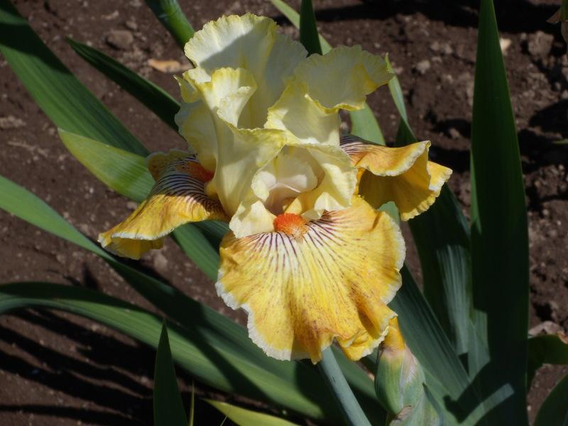 Photo of the bloom of Tall Bearded Iris (Iris 'Honey Fruit Cocktail ...