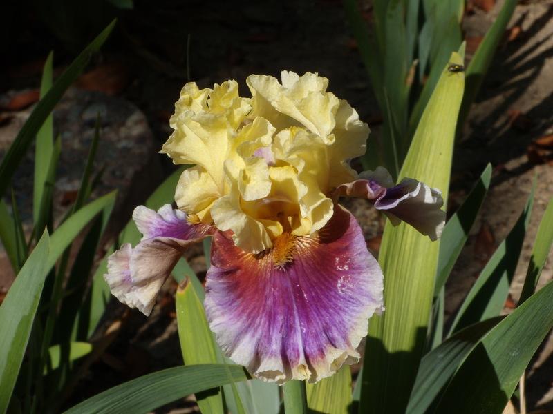 Photo of the bloom of Tall Bearded Iris (Iris 'Carnival Capers') posted ...