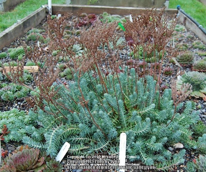 Photo of the entire plant of Jenny's Stonecrop (Petrosedum rupestre ...